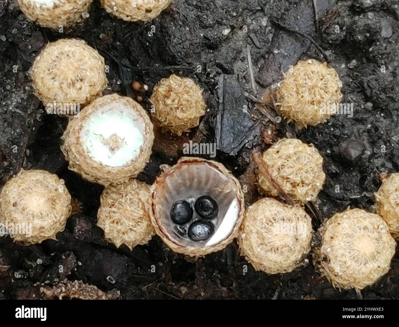 dung-loving bird's nest fungus (Cyathus stercoreus Stock Photo - Alamy