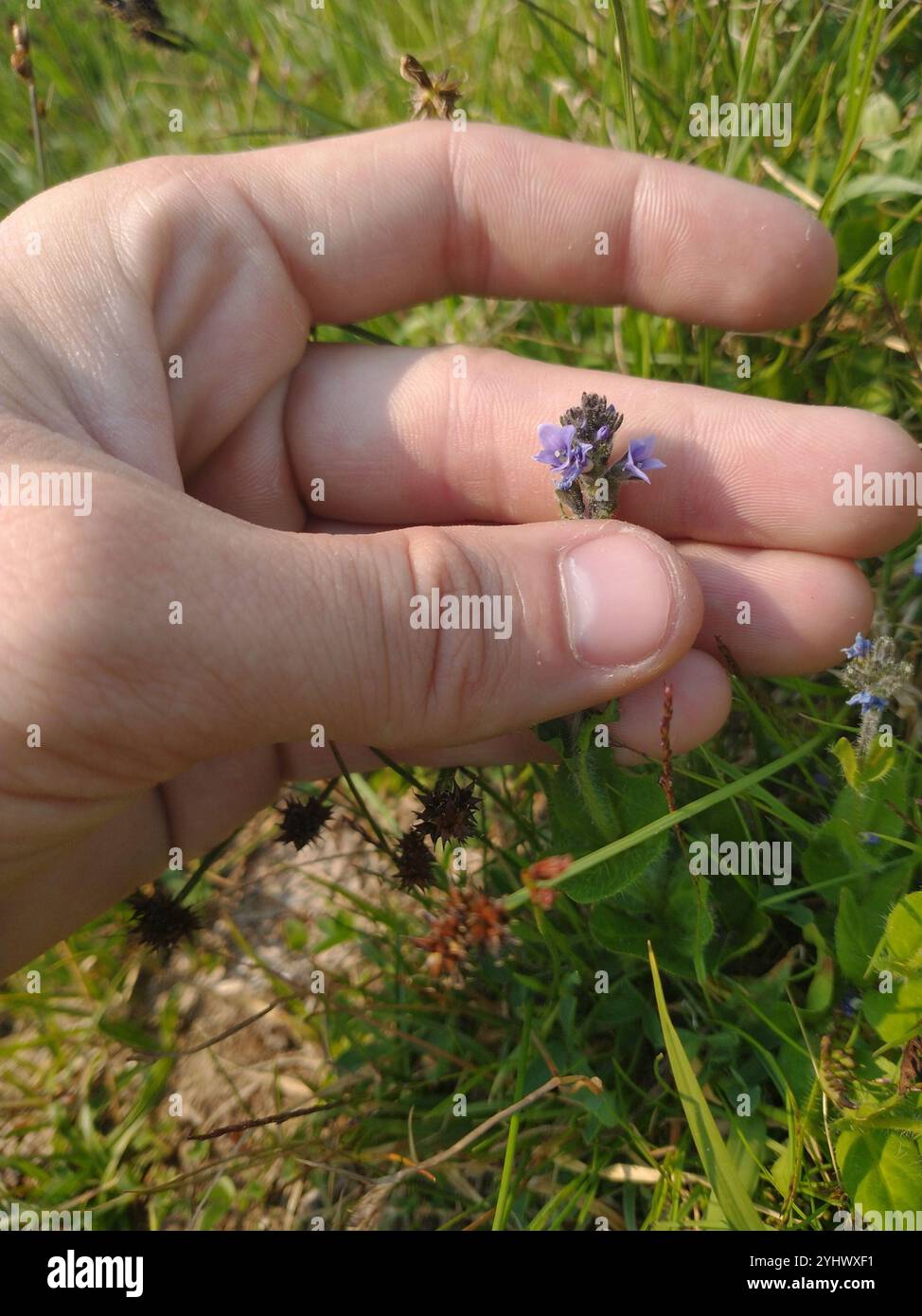 American alpine speedwell (Veronica wormskjoldii Stock Photo - Alamy