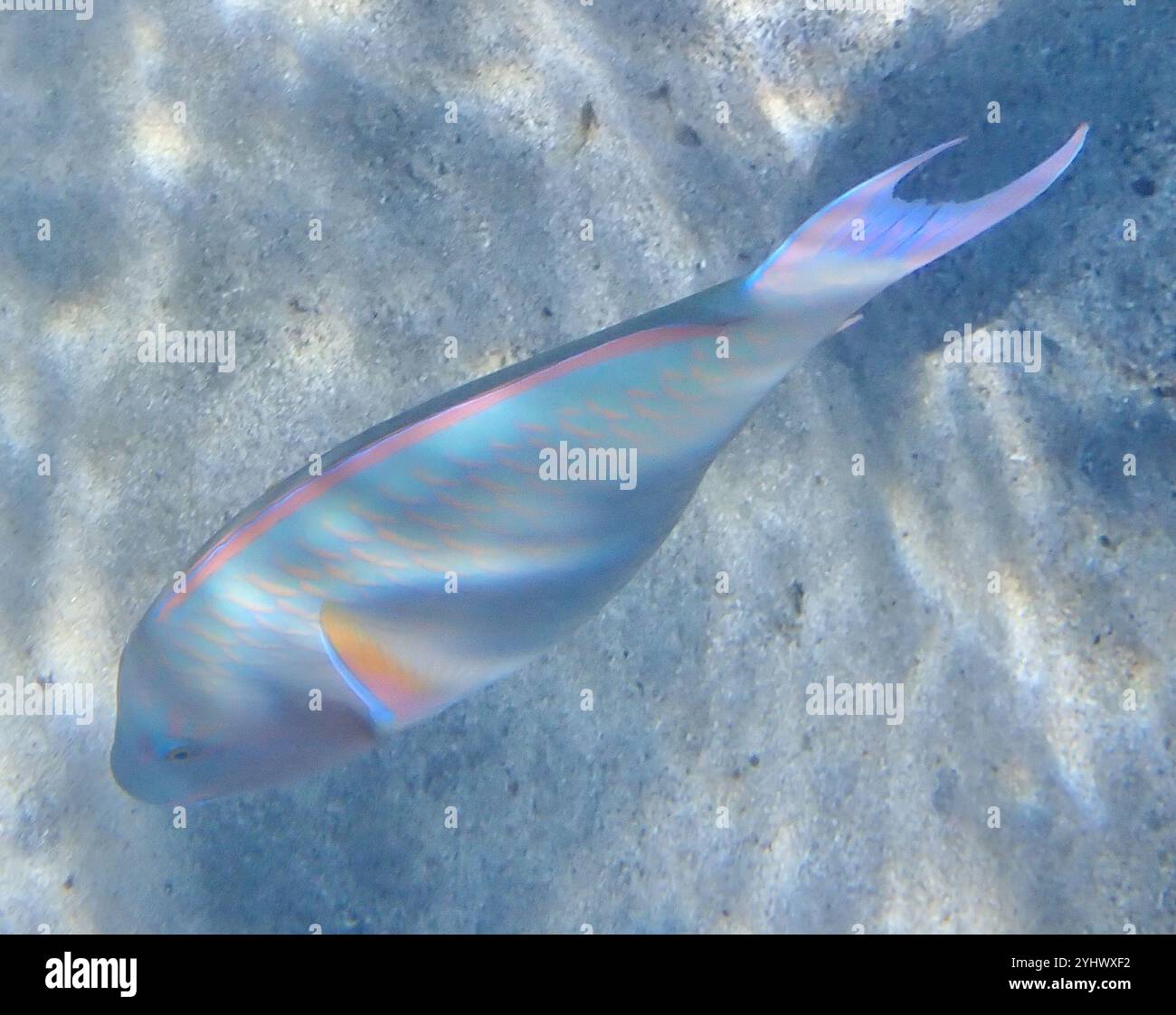 Indian Longnose Parrotfish (Hipposcarus harid Stock Photo - Alamy