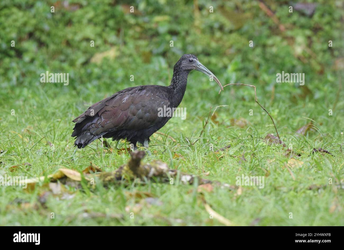 Green Ibis (Mesembrinibis cayennensis Stock Photo - Alamy