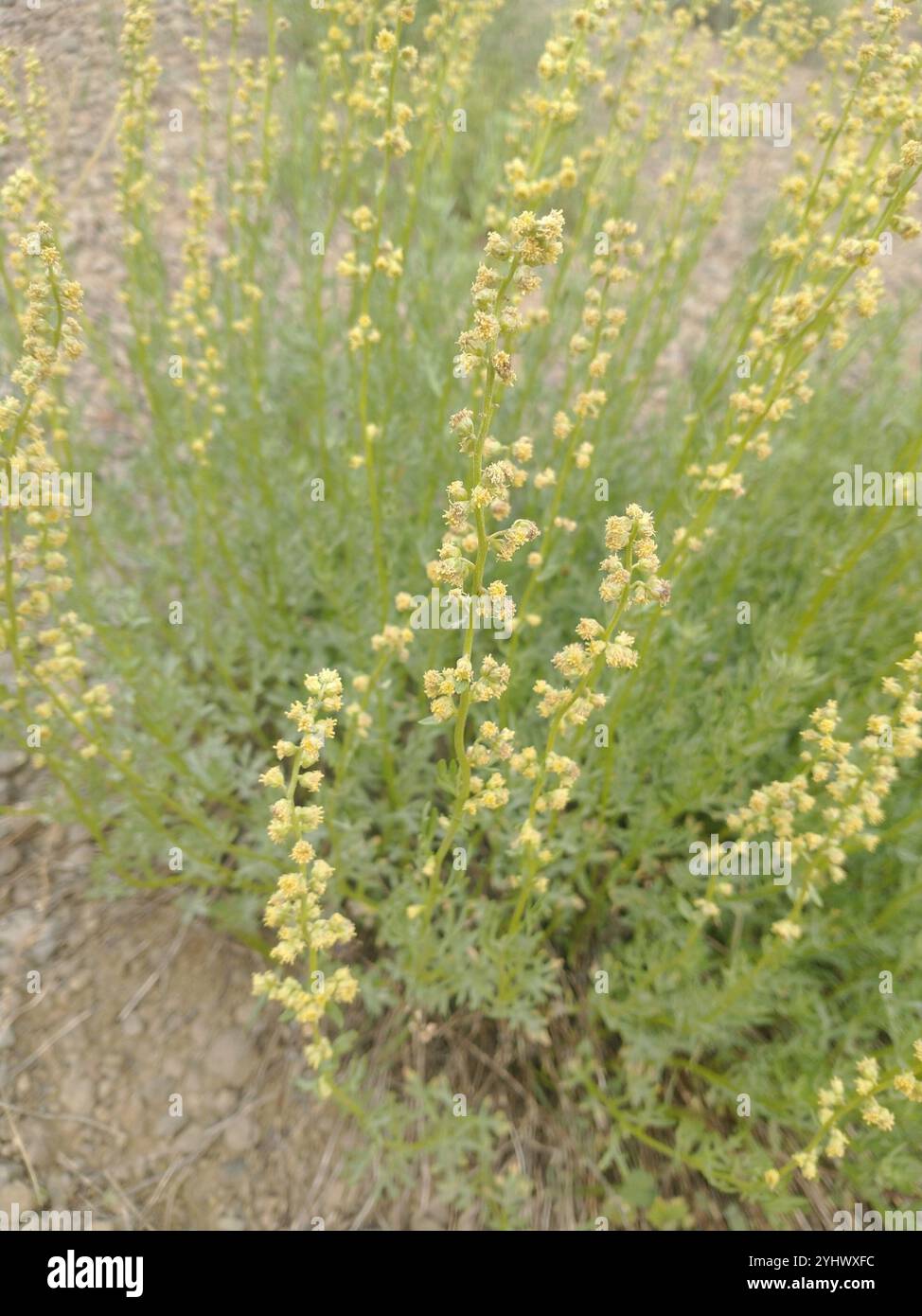 lemon sagewort (Artemisia michauxiana Stock Photo - Alamy