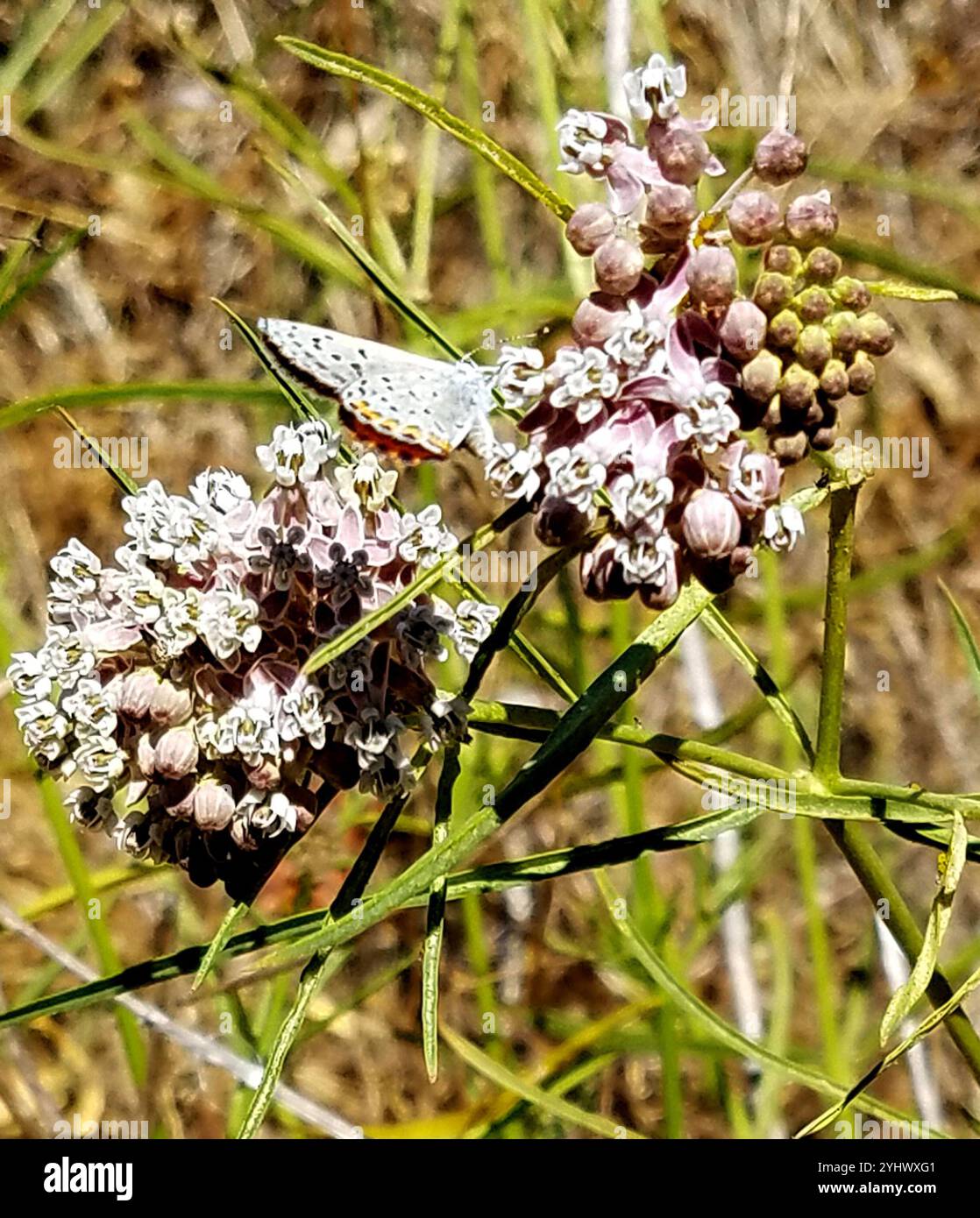 Acmon Blue (Icaricia acmon Stock Photo - Alamy