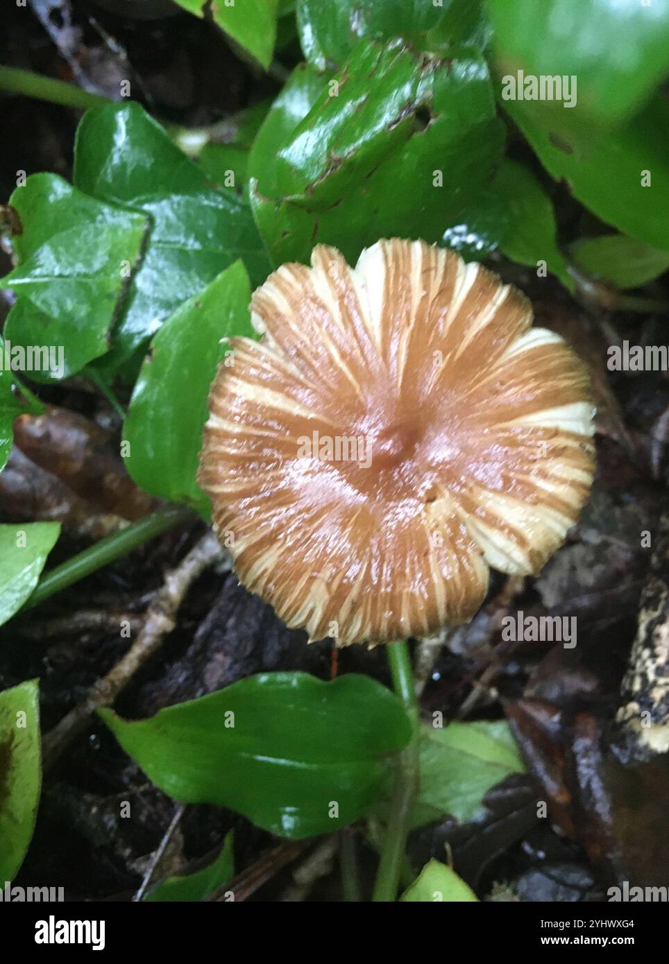 Fibercaps hi-res stock photography and images - Alamy