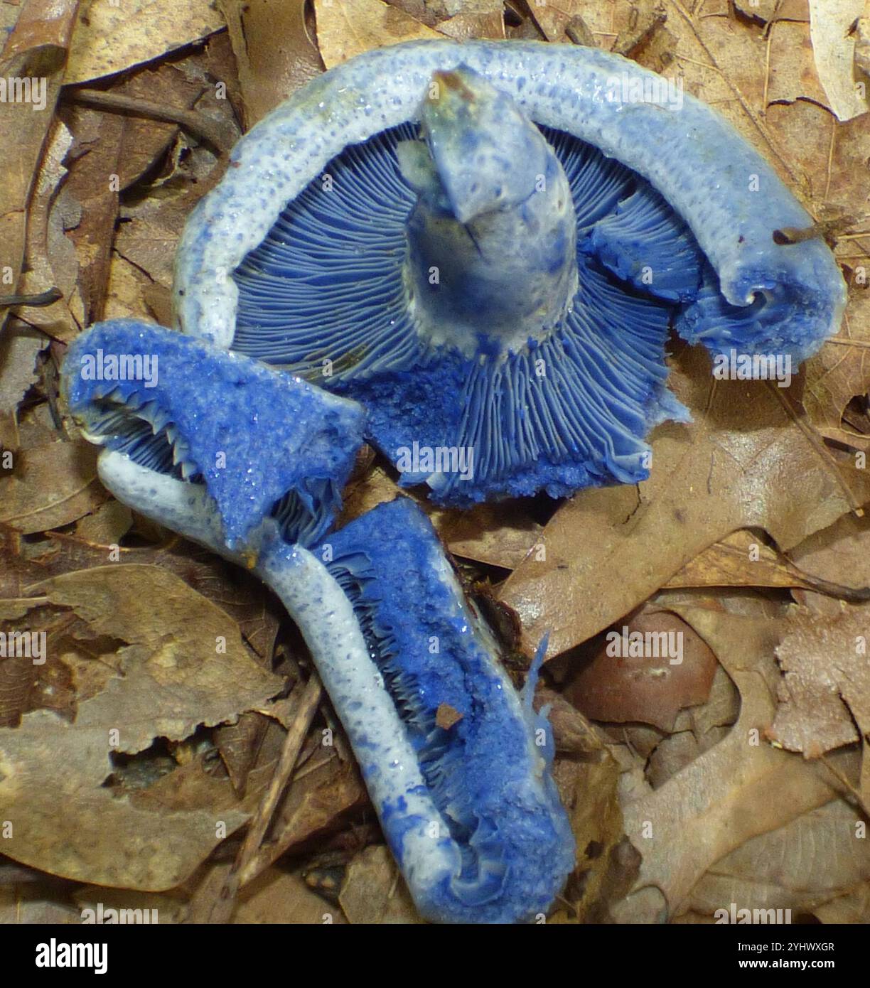 indigo milk cap (Lactarius indigo Stock Photo - Alamy
