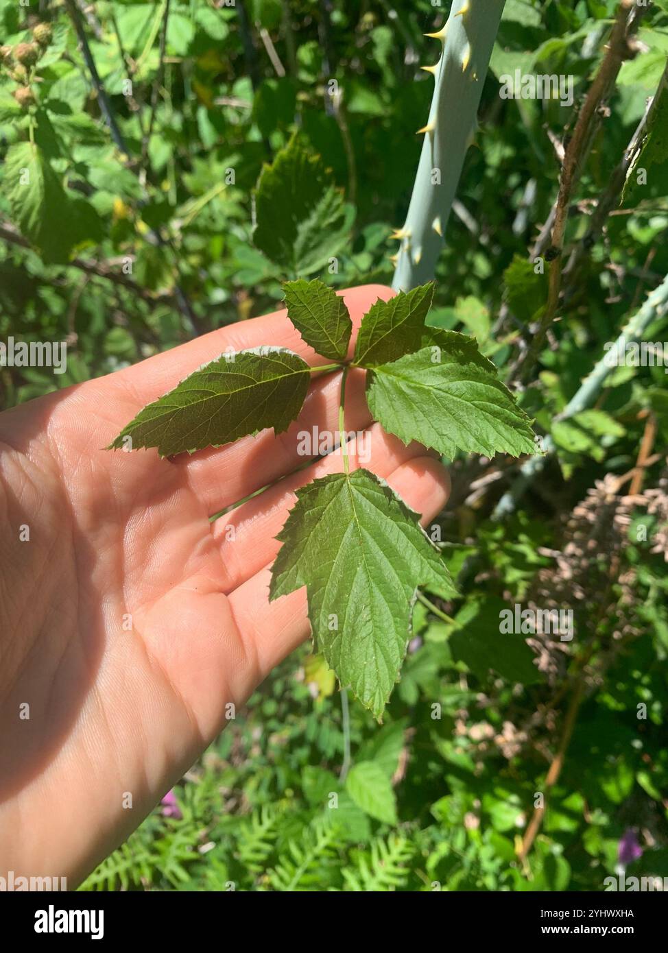 whitebark raspberry (Rubus leucodermis Stock Photo - Alamy