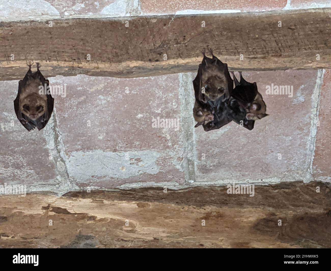 Lesser Horseshoe Bat (Rhinolophus hipposideros Stock Photo - Alamy