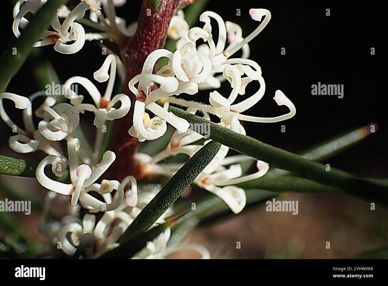 Bushy needlebush (Hakea sericea Stock Photo - Alamy