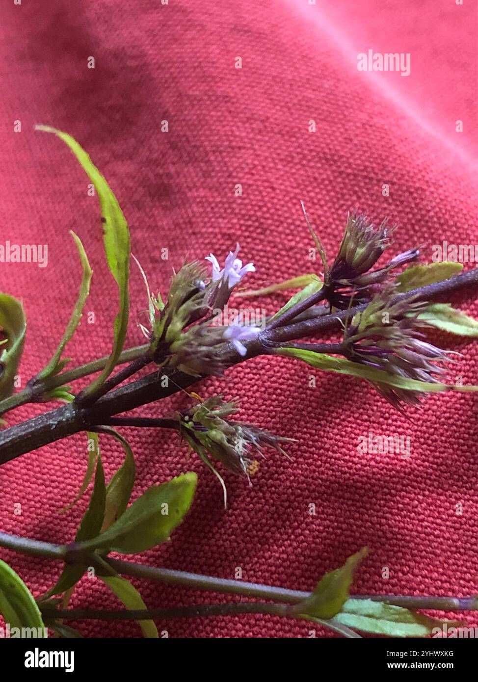 Peppermint (Mentha × piperita Stock Photo - Alamy