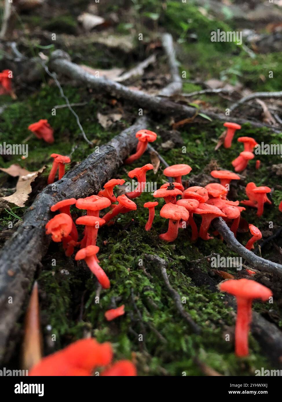 Red Chanterelle (Cantharellus cinnabarinus Stock Photo - Alamy
