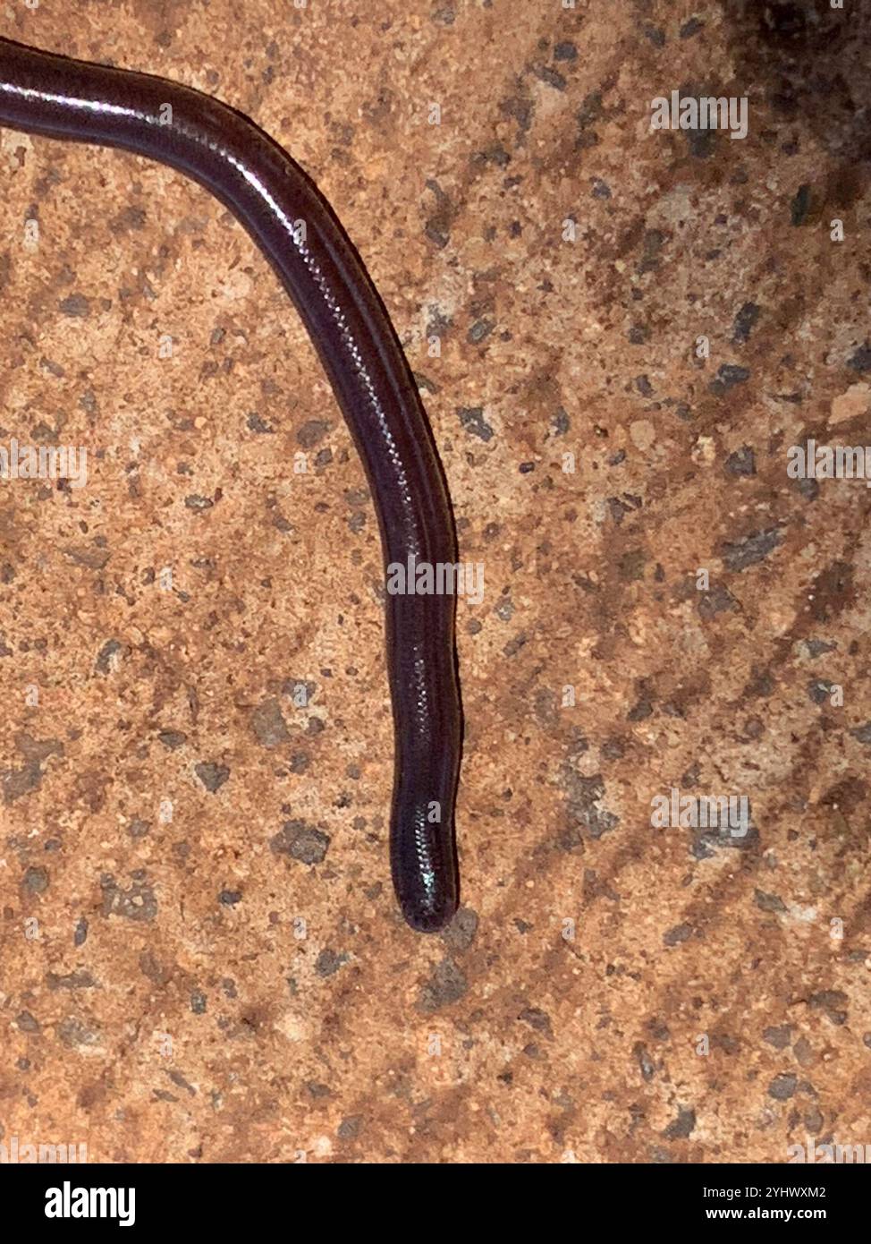 Brahminy Blindsnake (Indotyphlops braminus Stock Photo - Alamy
