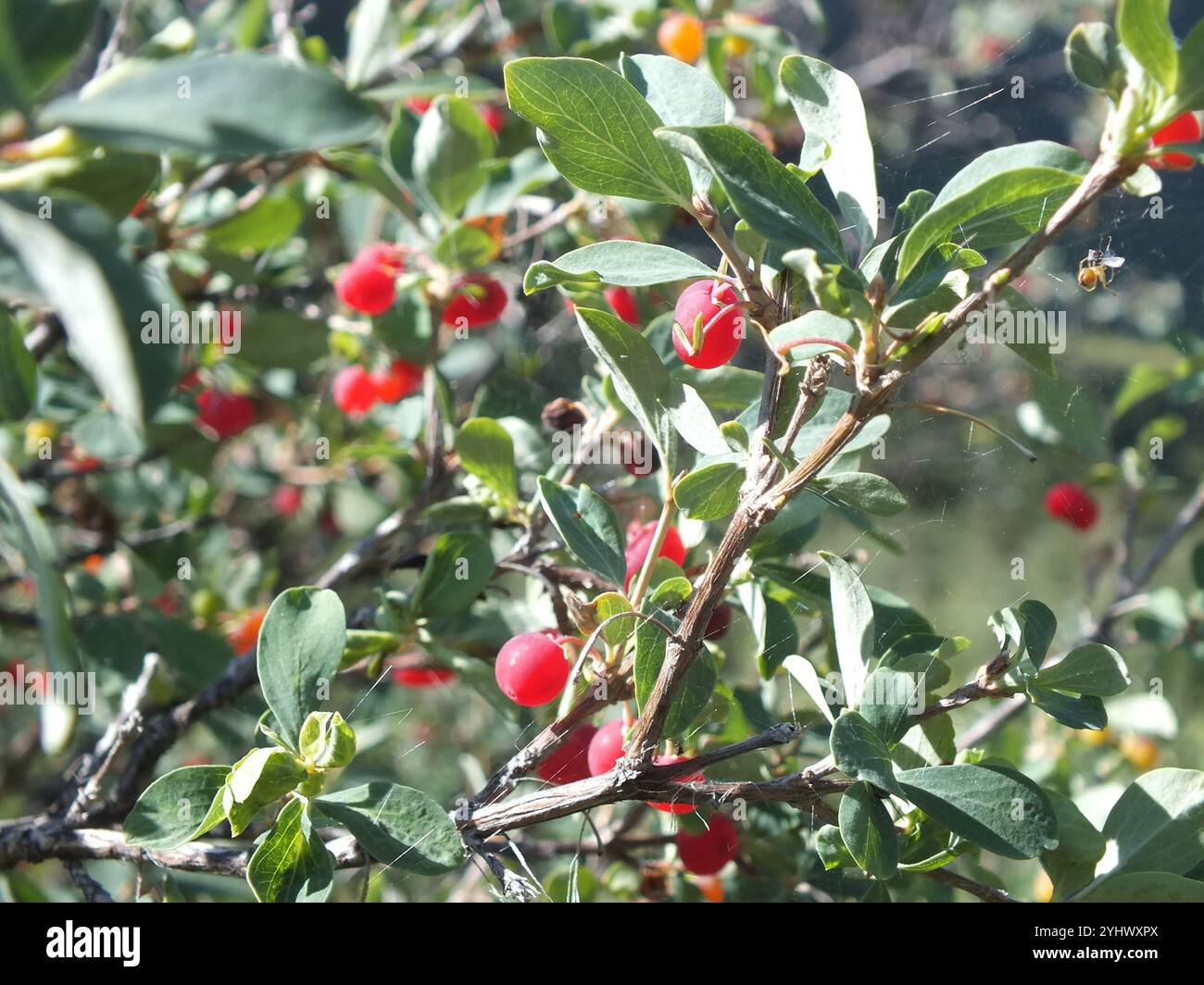 small-leaved honeysuckle (Lonicera microphylla Stock Photo - Alamy