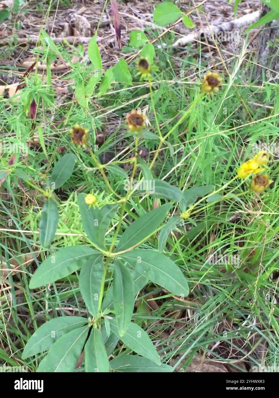 Greater Tickseed (Coreopsis major Stock Photo - Alamy