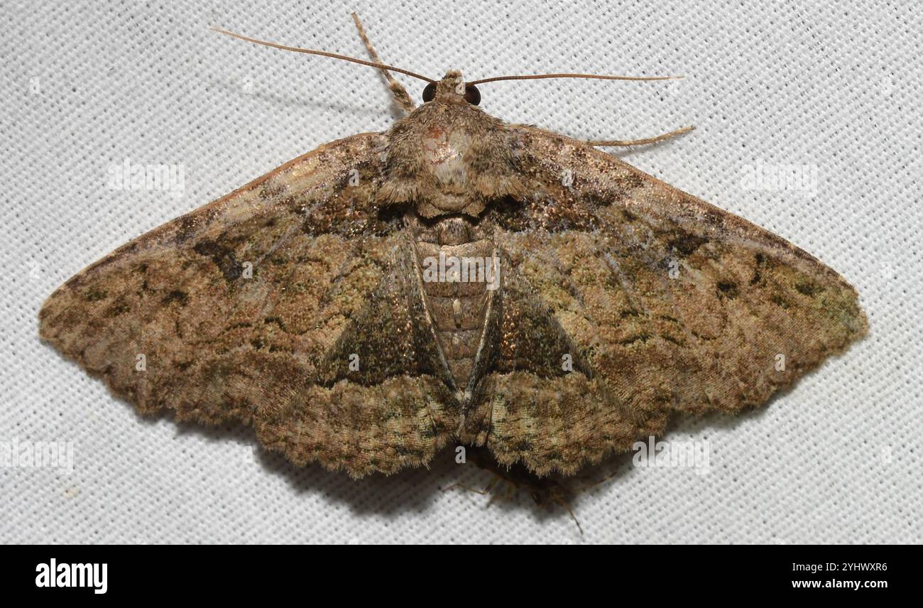 Maple Zale Moth (Zale galbanata Stock Photo - Alamy