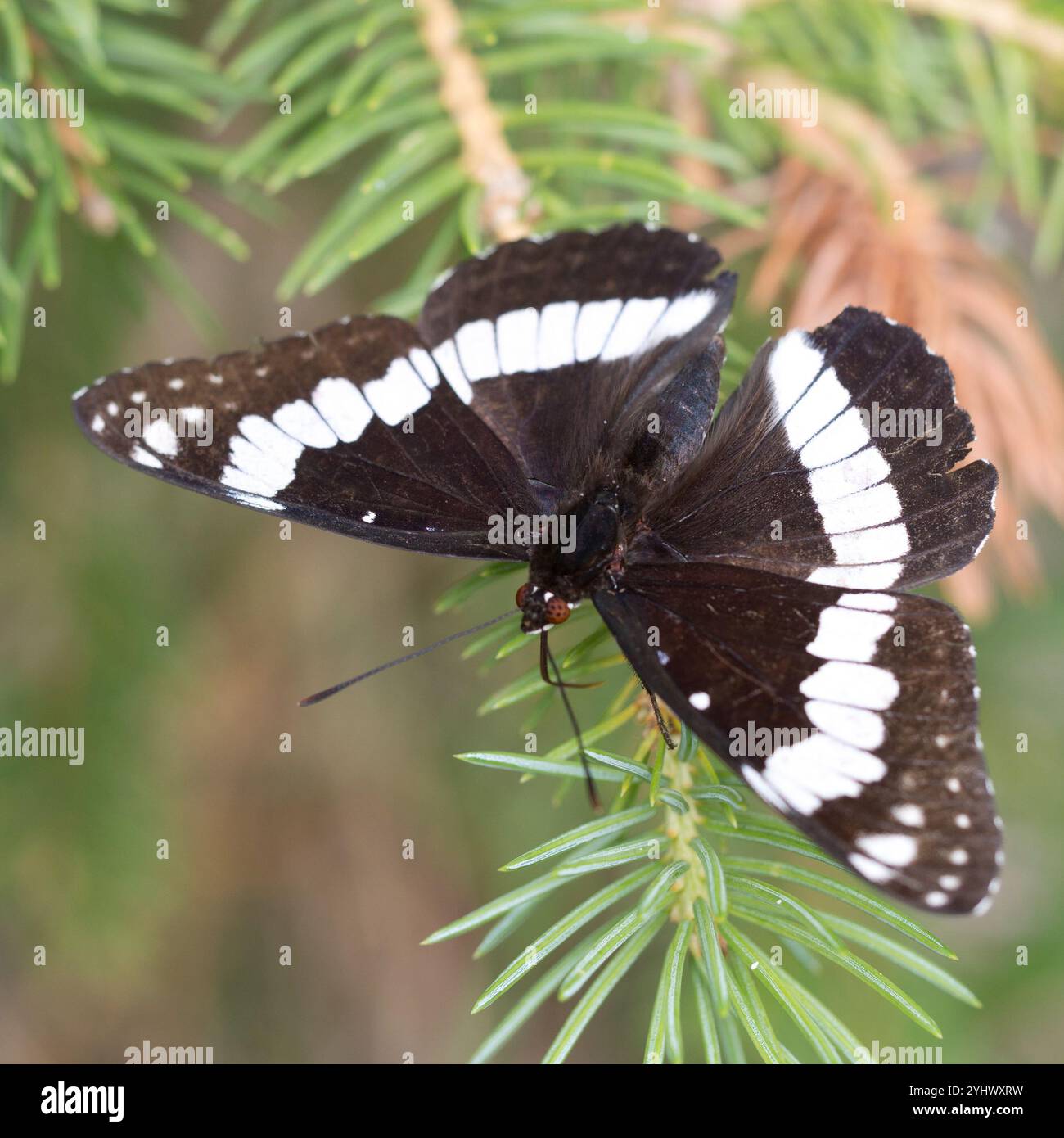 Weidemeyer's Admiral (Limenitis weidemeyerii Stock Photo - Alamy