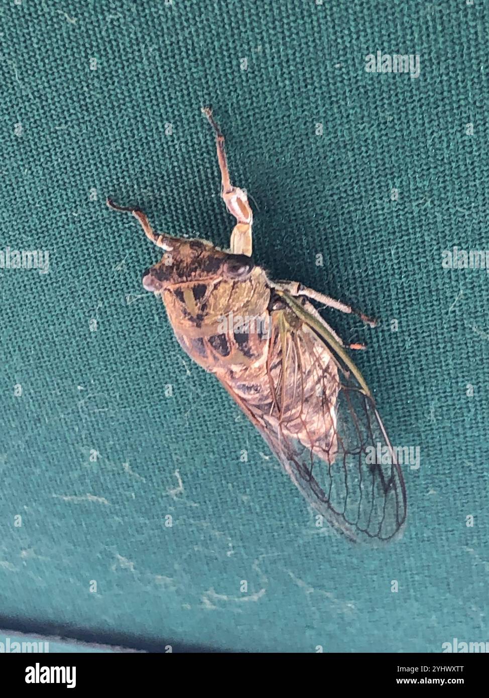 Northern Dog-day Cicada (Neotibicen canicularis Stock Photo - Alamy