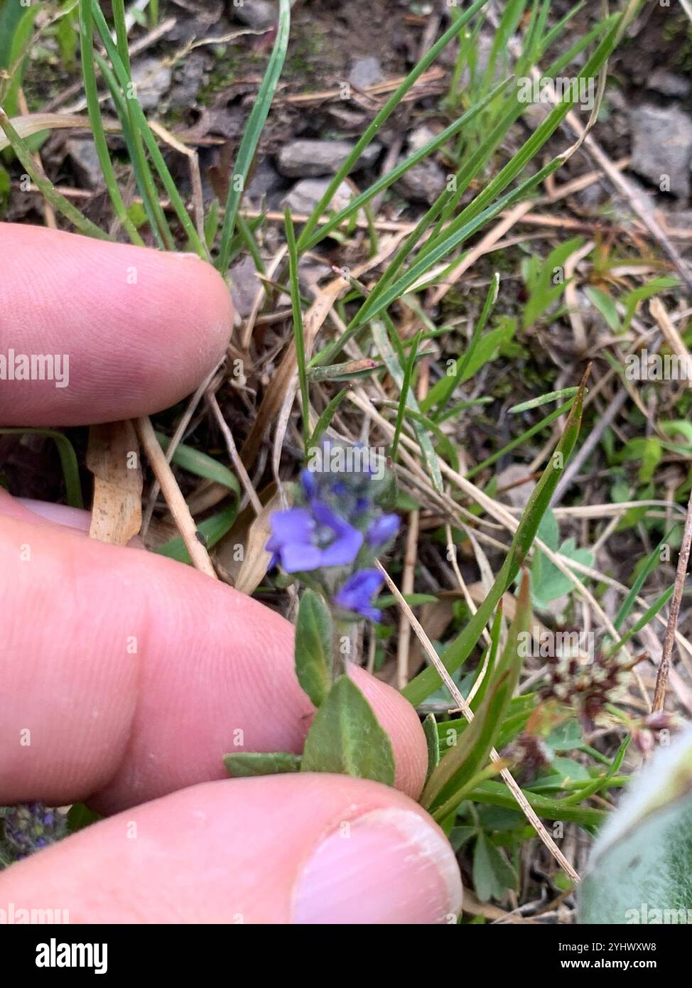 American alpine speedwell hi-res stock photography and images - Alamy