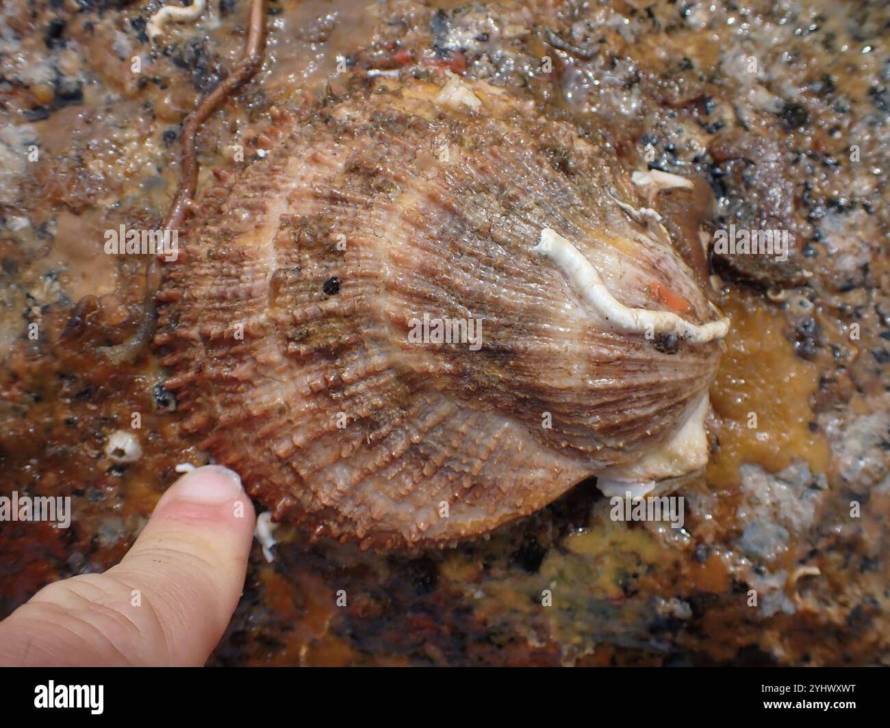 Giant Rock Scallop (Crassadoma gigantea Stock Photo - Alamy