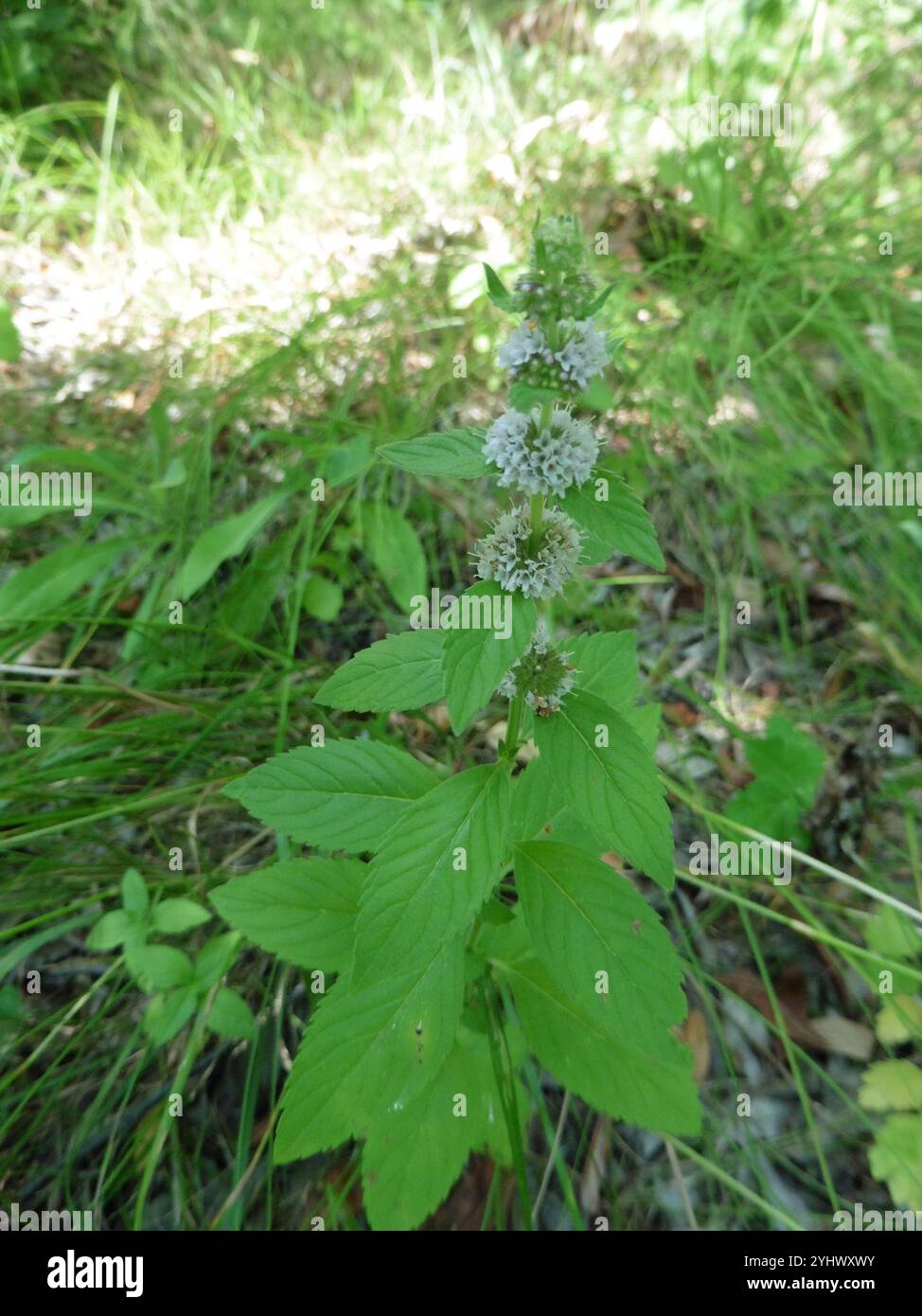 corn mint (Mentha arvensis Stock Photo - Alamy