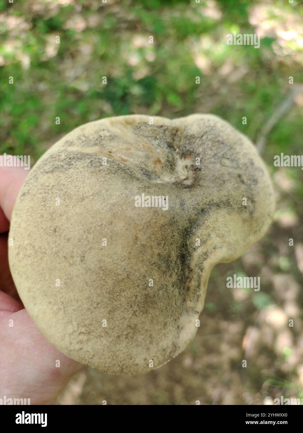 Grey Bolete (Retiboletus griseus Stock Photo - Alamy