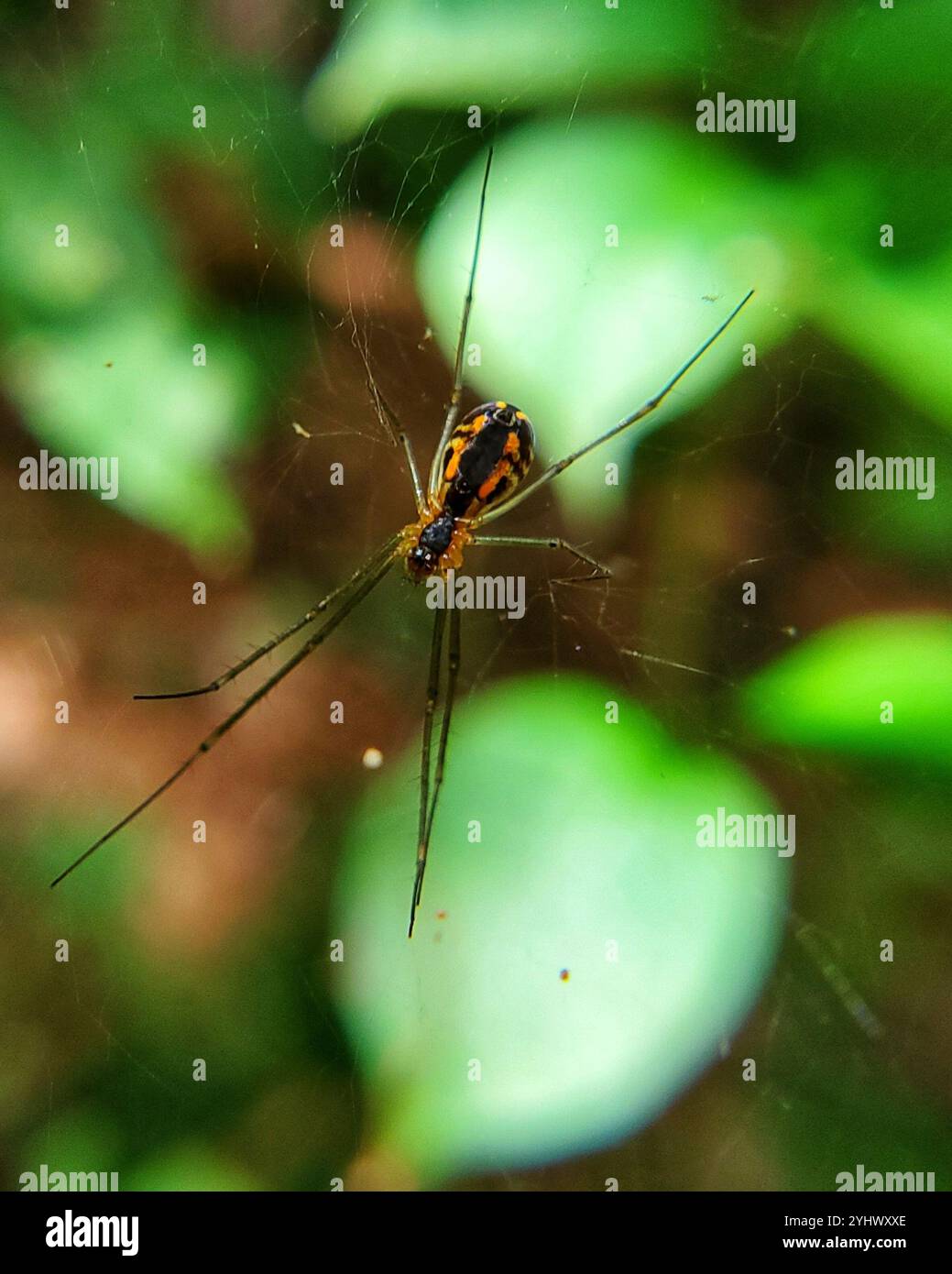Filmy Dome Spider (Neriene radiata Stock Photo - Alamy