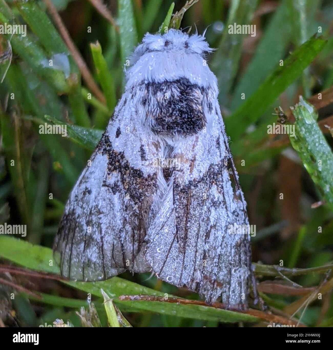 Zigzag Furcula Moth (Furcula scolopendrina Stock Photo - Alamy