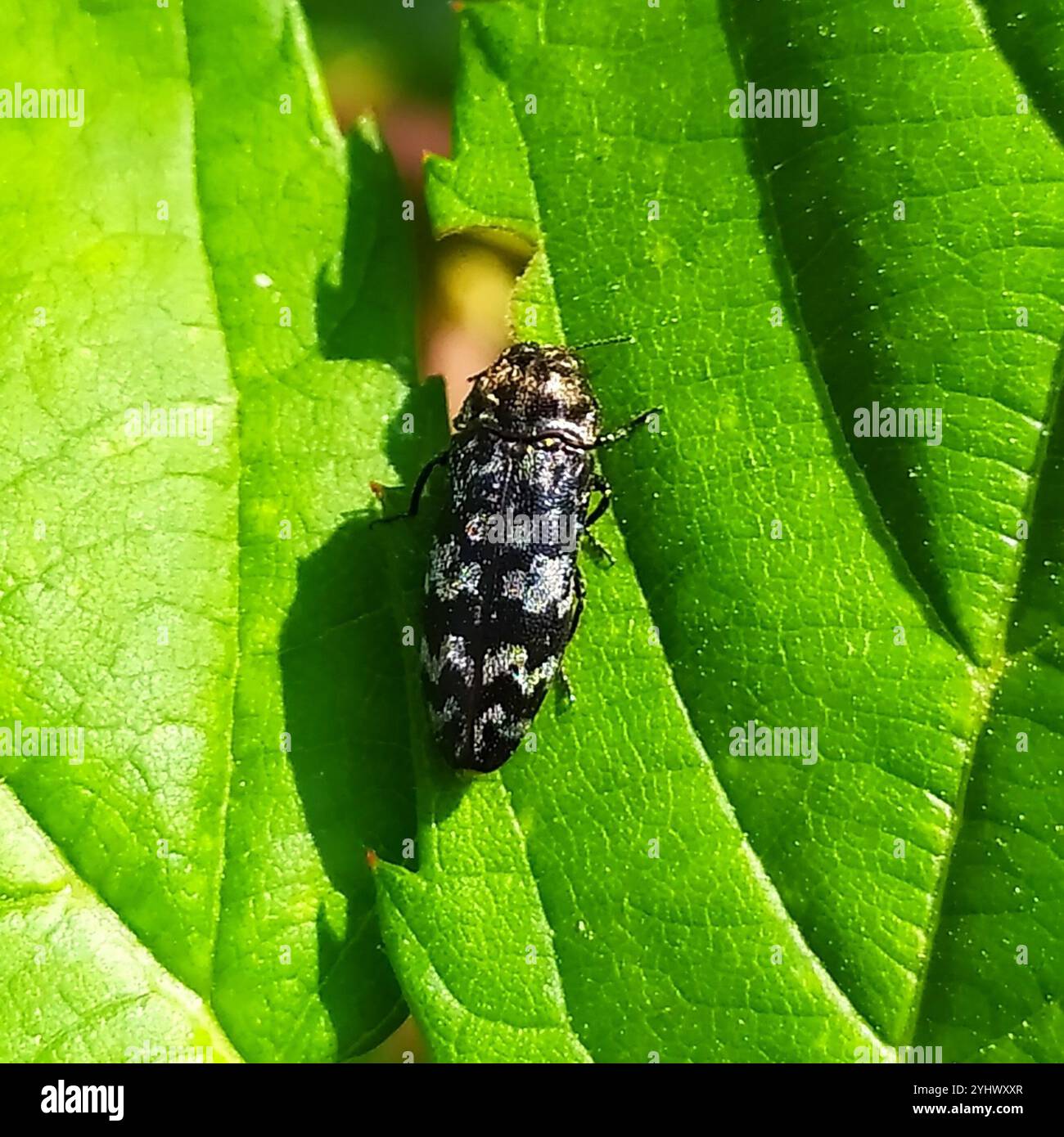 Coraebus hi-res stock photography and images - Alamy