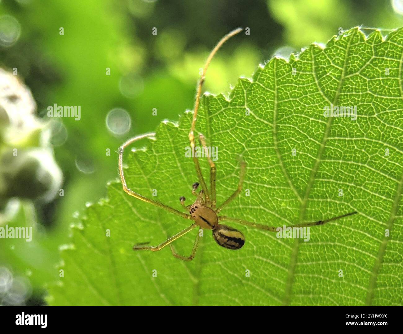 Candy-striped Spider complex (Enoplognatha ovata Stock Photo - Alamy