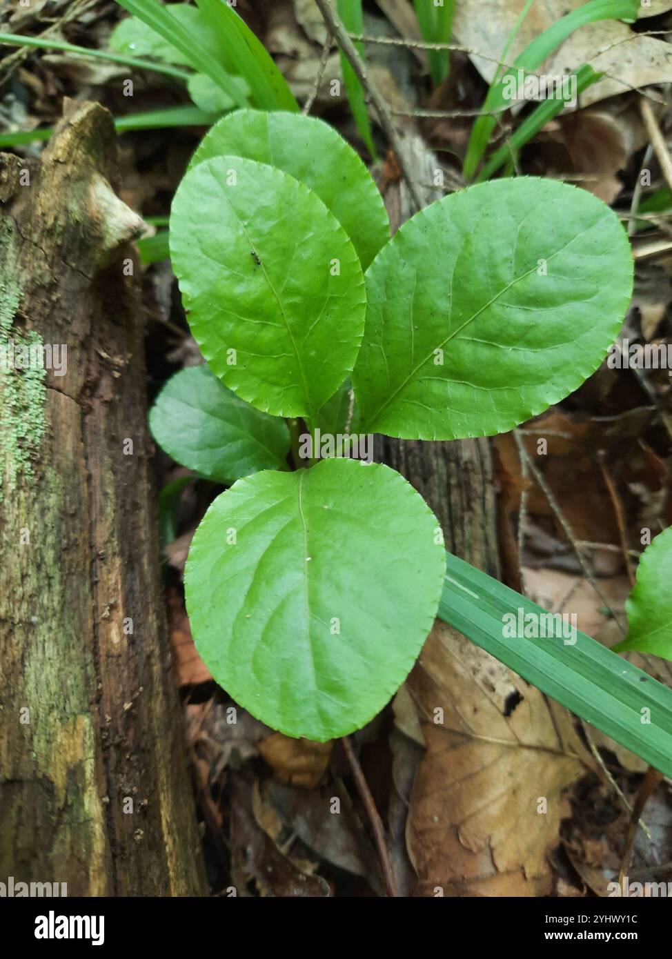shinleaf (Pyrola elliptica Stock Photo - Alamy
