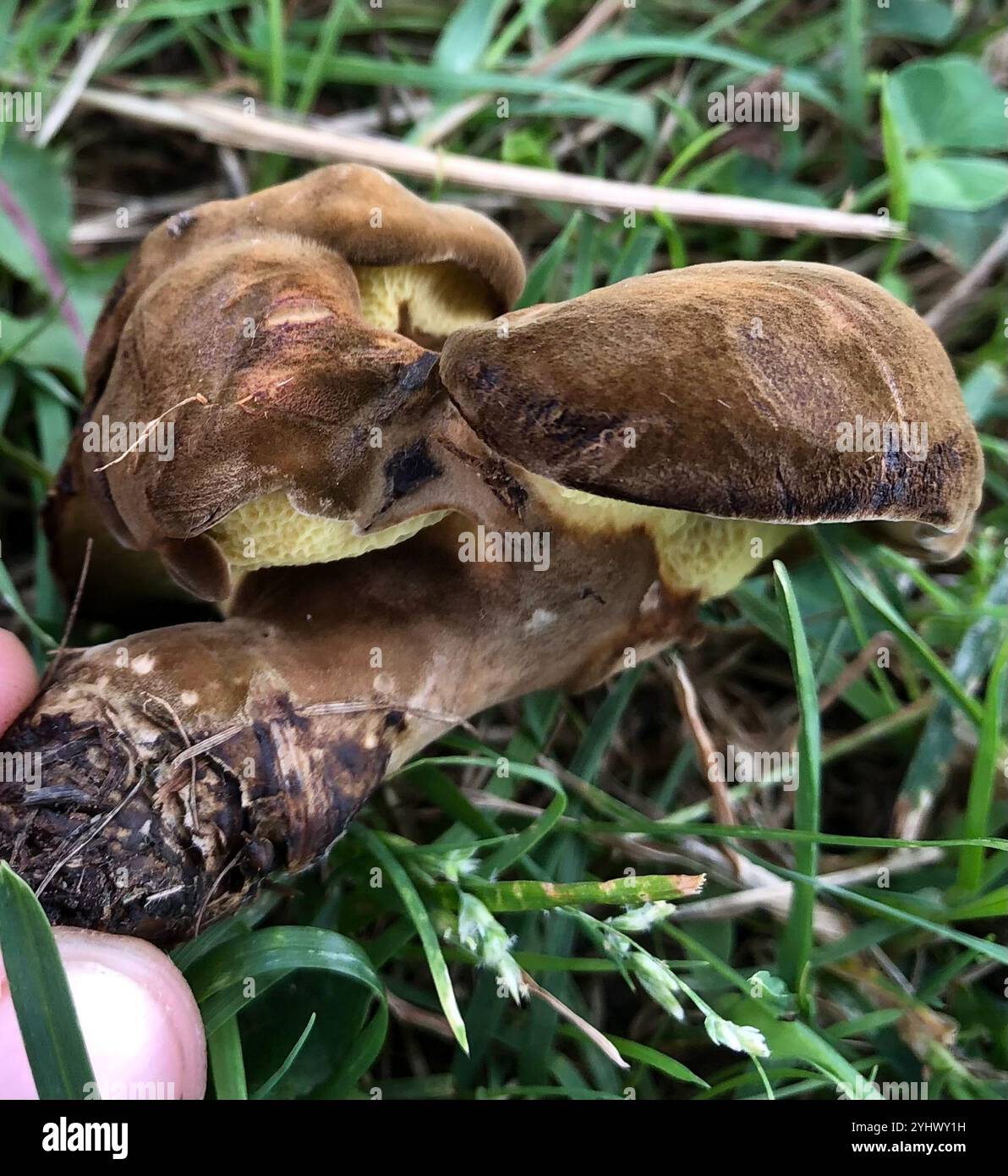 ash-tree bolete (Boletinellus merulioides Stock Photo - Alamy