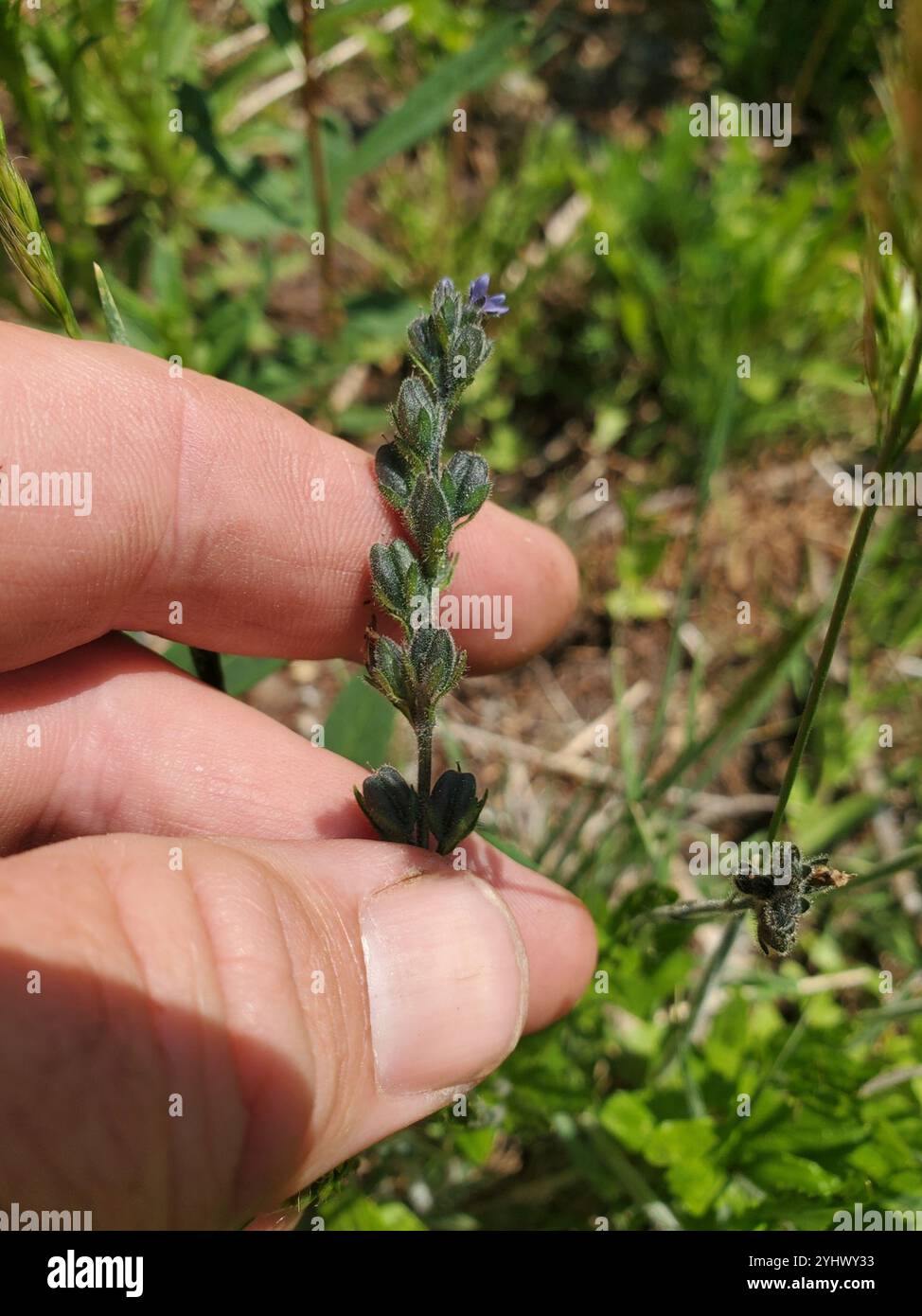 American alpine speedwell (Veronica wormskjoldii Stock Photo - Alamy