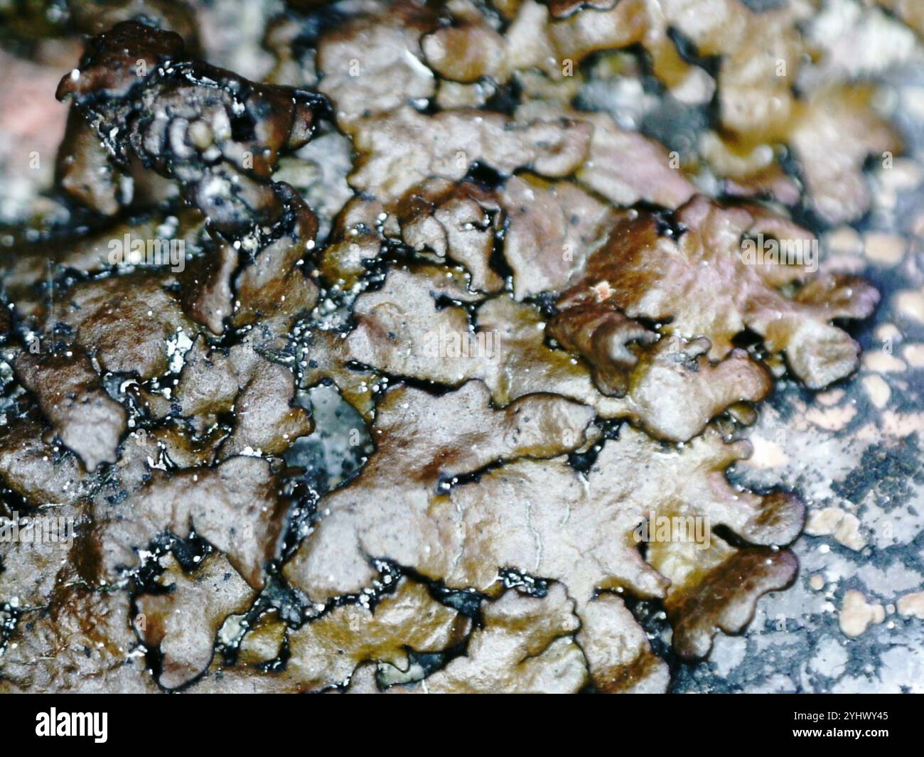 Brown Rock Shield Lichens (Neofuscelia Stock Photo - Alamy