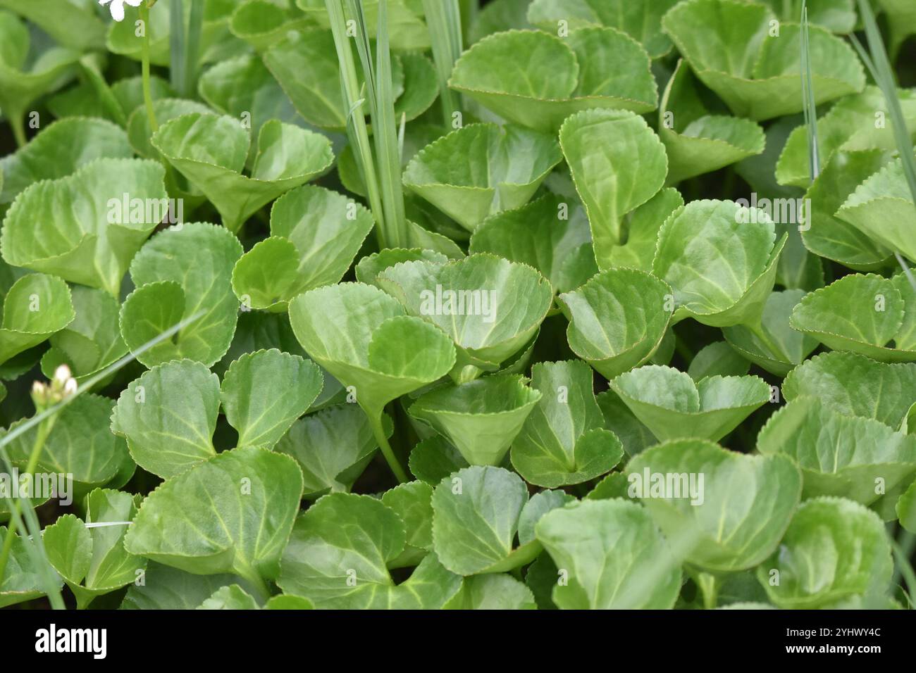 Deer-cabbage (Nephrophyllidium crista-galli Stock Photo - Alamy