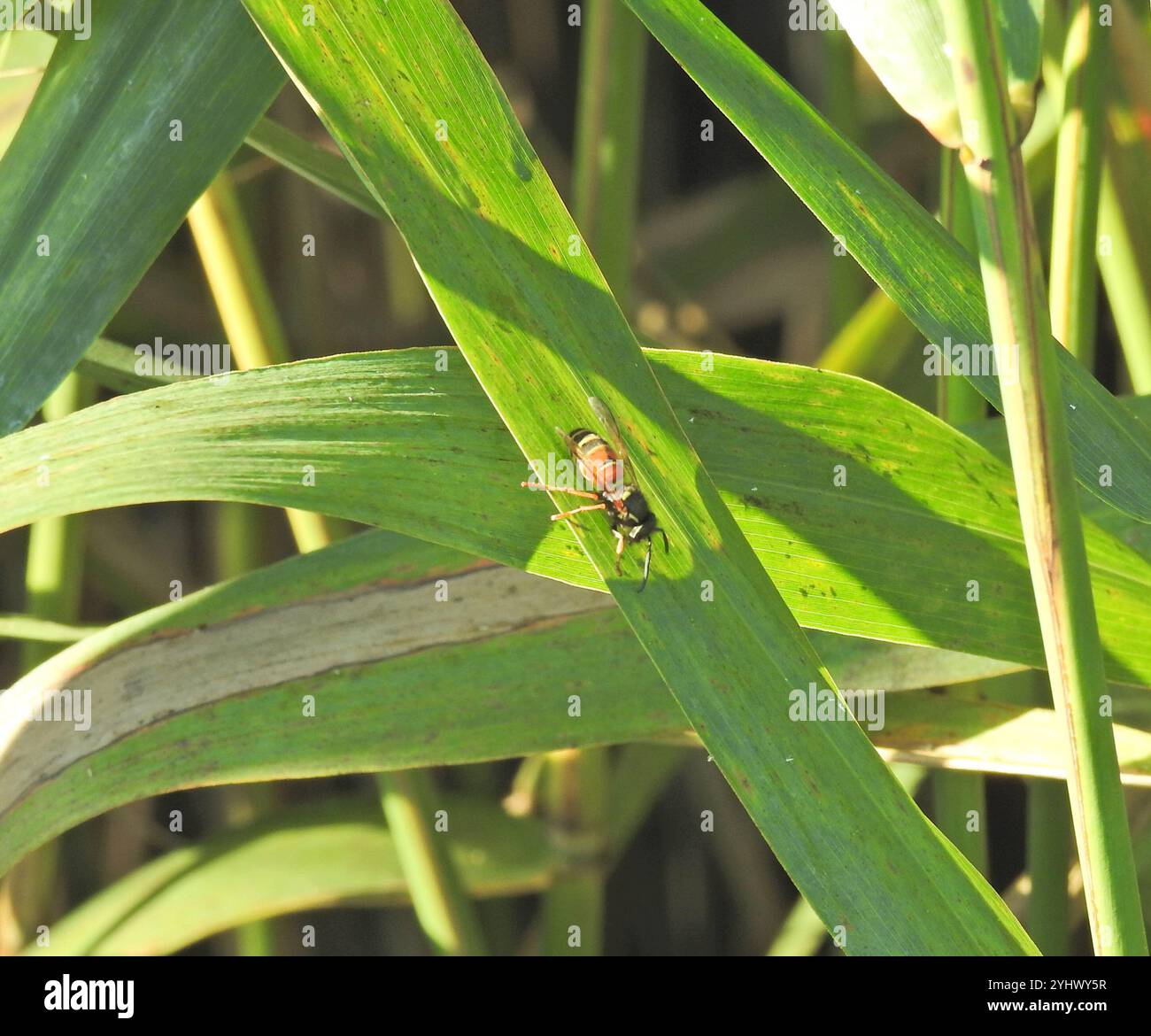 Red-banded Yellowjacket (Vespula rufa Stock Photo - Alamy