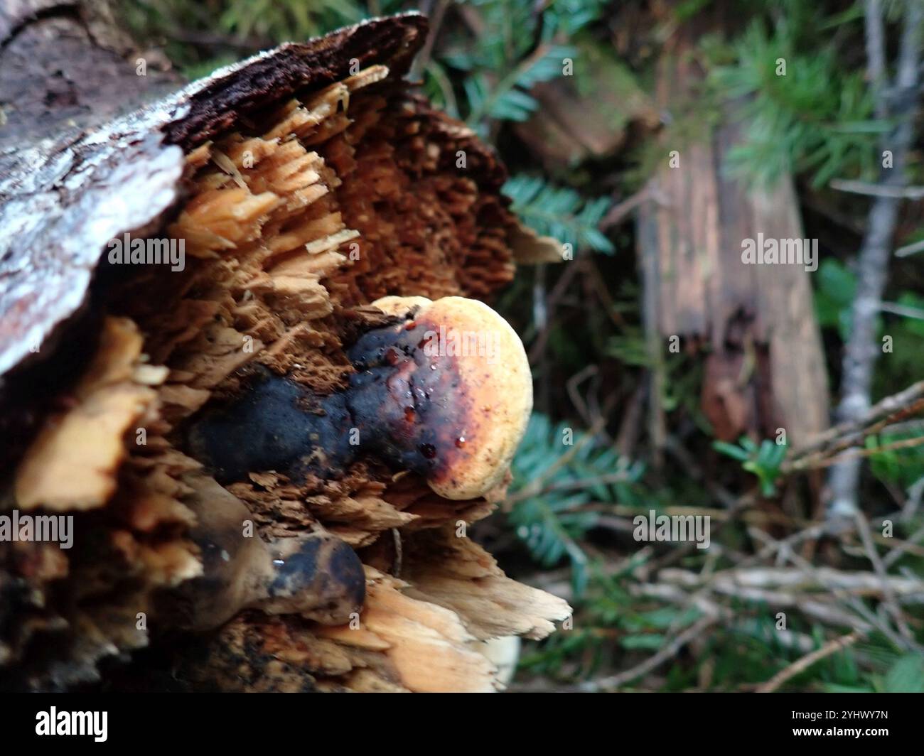 Red-banded Conks (Fomitopsis pinicola Stock Photo - Alamy