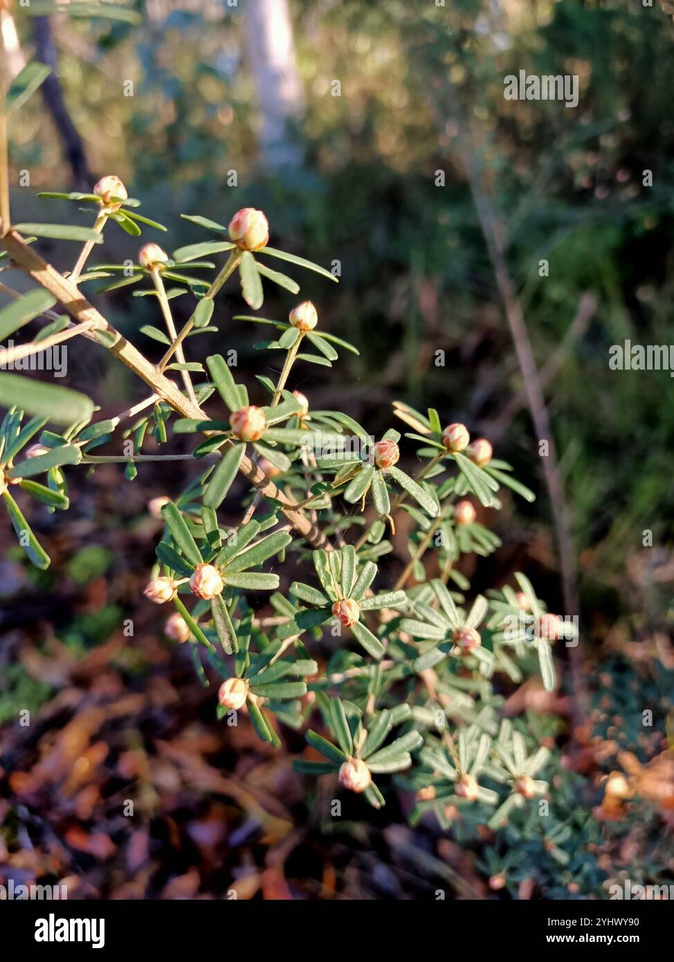 Notched Bush-pea (Pultenaea retusa Stock Photo - Alamy