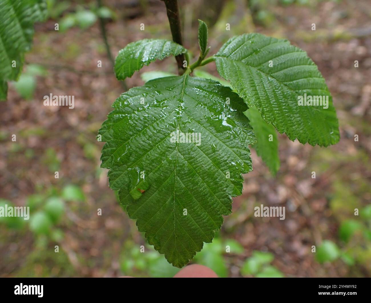 Red Alder (Alnus rubra Stock Photo - Alamy