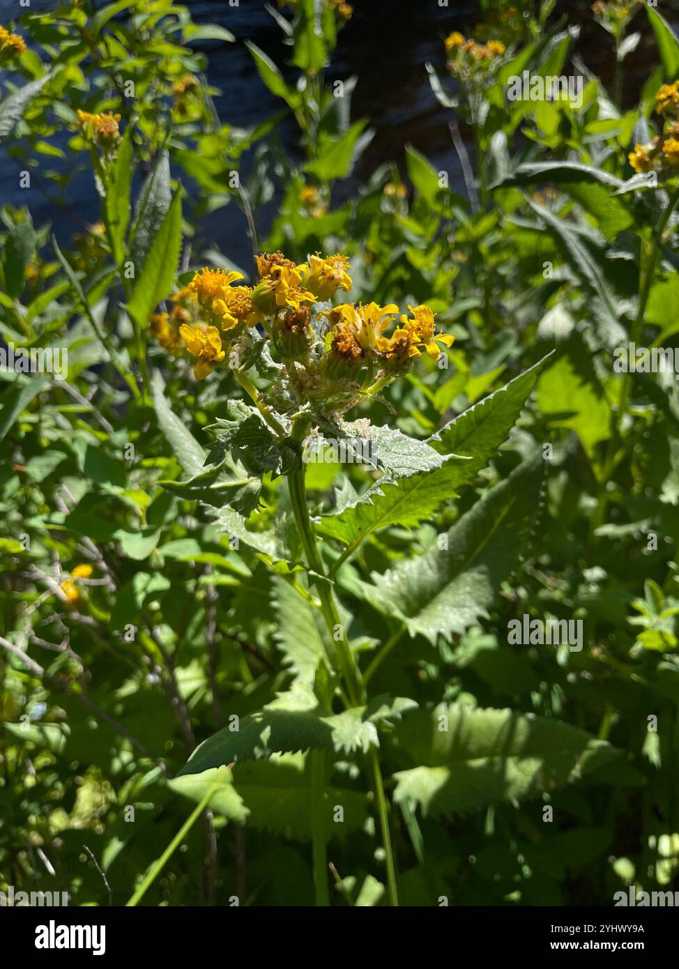 Arrowleaf Senecio (Senecio triangularis Stock Photo - Alamy