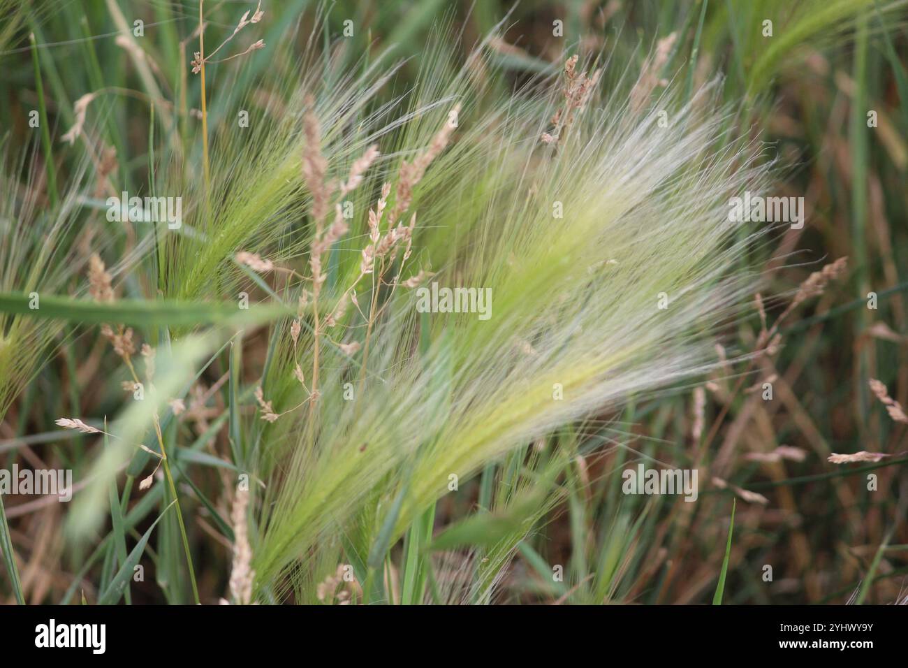 Foxtail Barley (Hordeum jubatum Stock Photo - Alamy