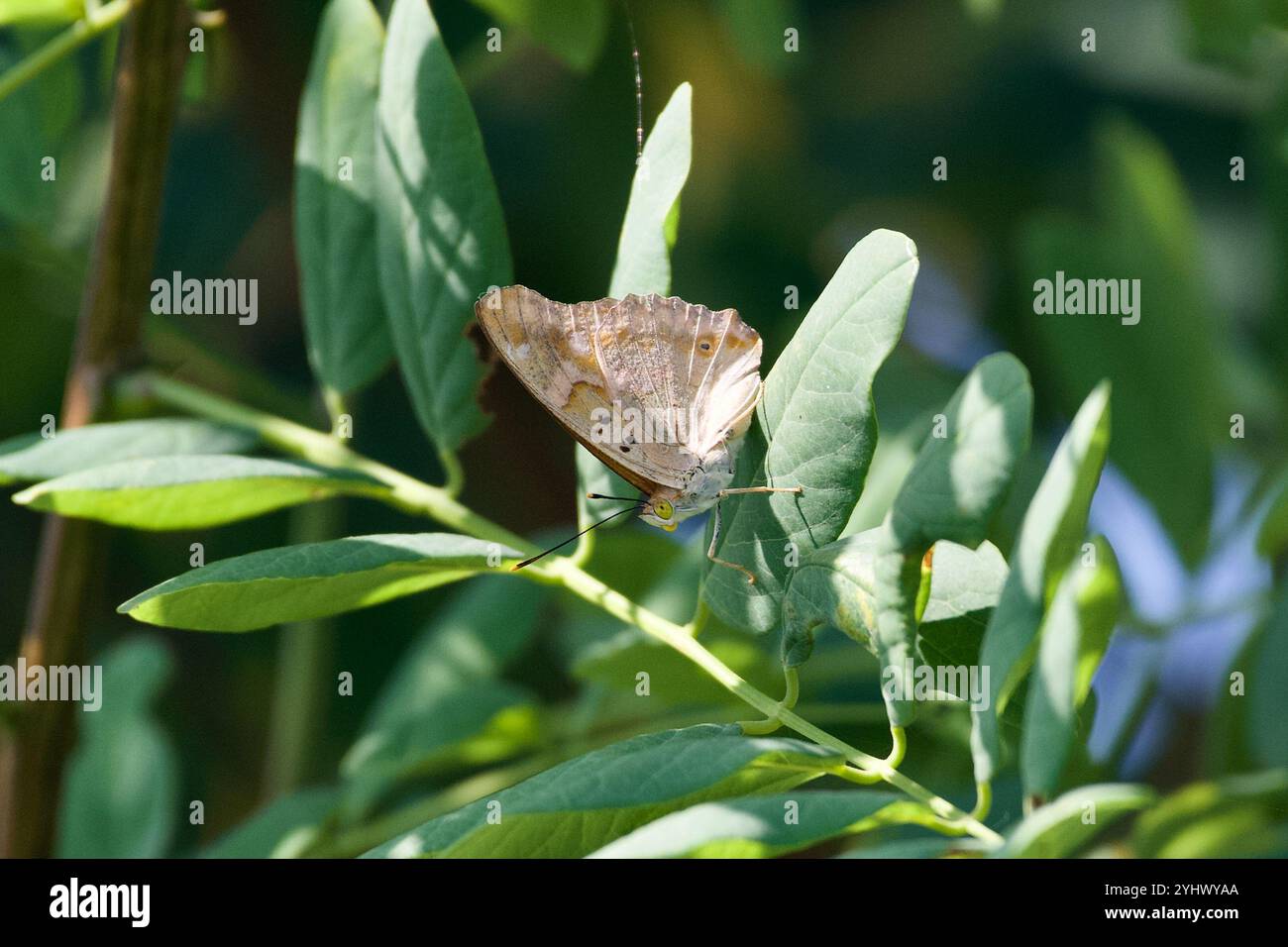Lesser Purple Emperor (Apatura ilia Stock Photo - Alamy