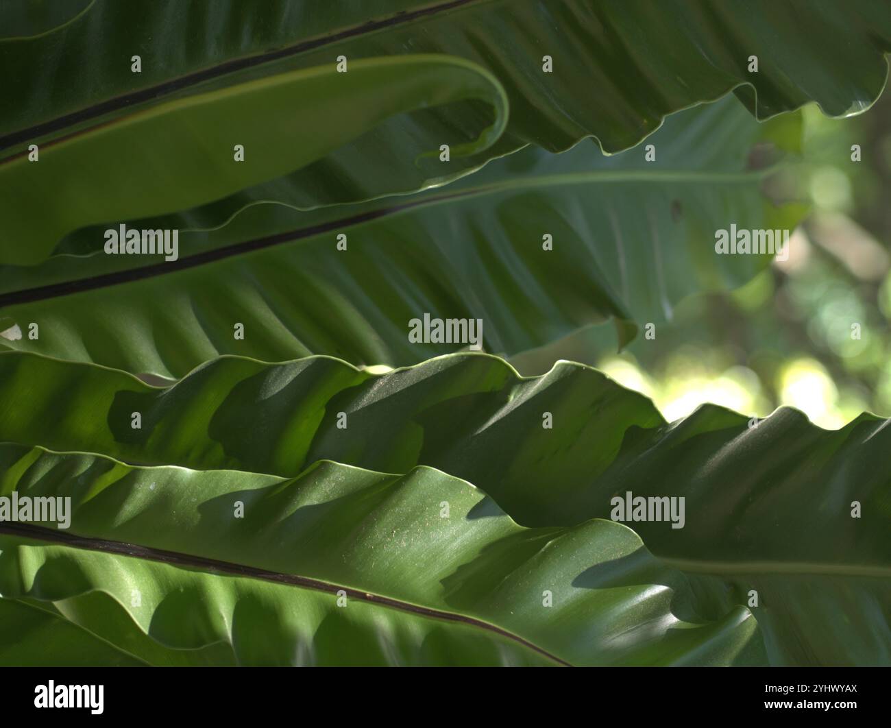 Leaves asplenium nidus plant hi-res stock photography and images - Alamy
