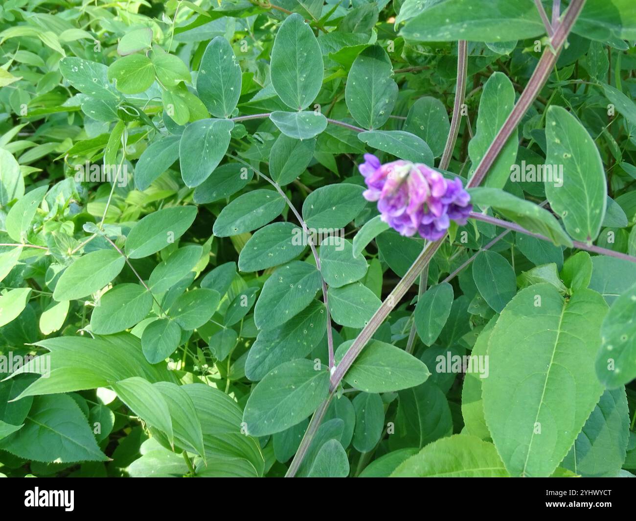 veiny pea (Lathyrus venosus Stock Photo - Alamy
