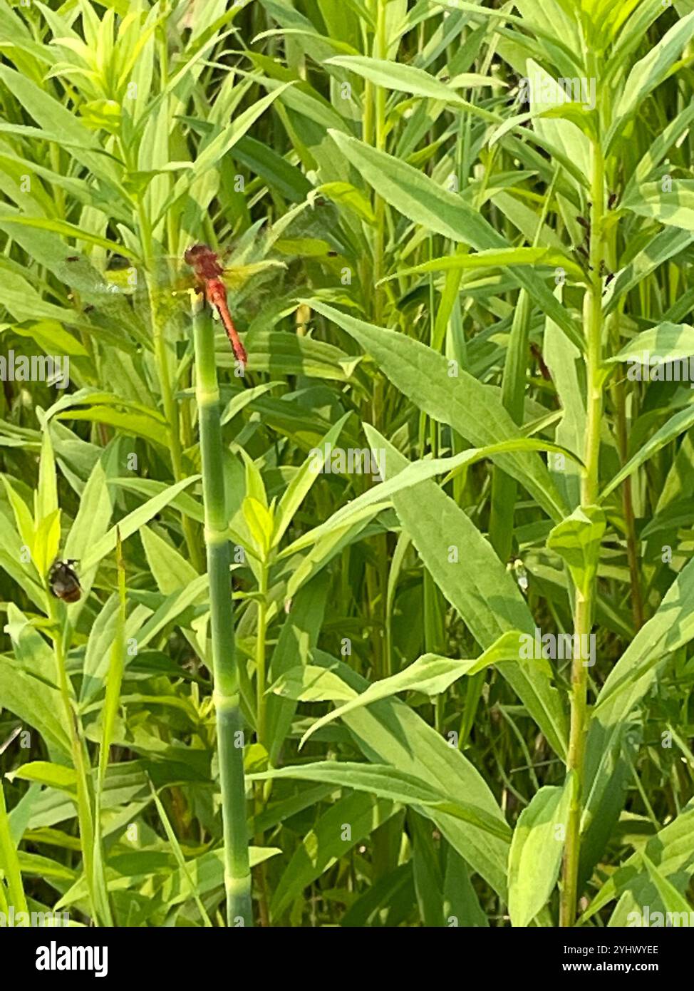 Cherry-faced Meadowhawk (Sympetrum internum Stock Photo - Alamy