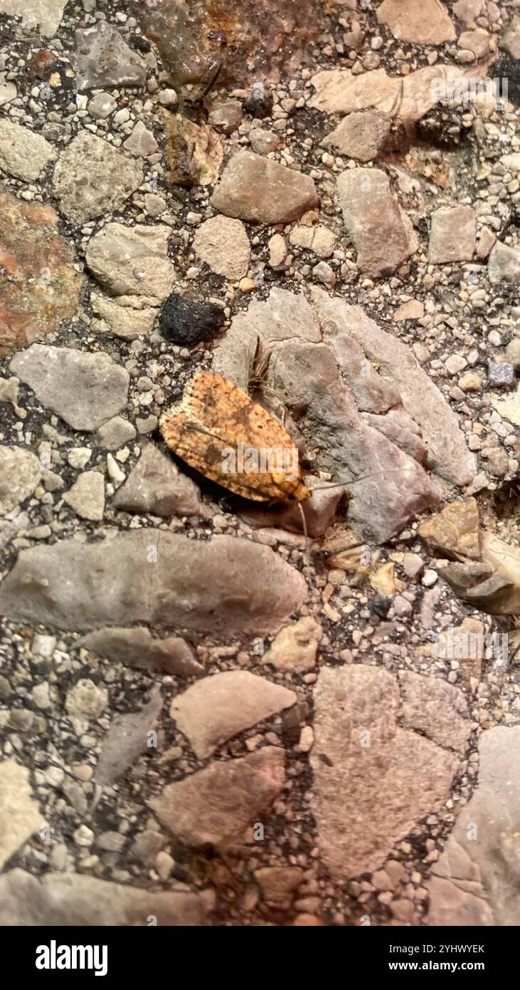 Four-dotted Agonopterix Moth (Agonopterix robiniella Stock Photo - Alamy