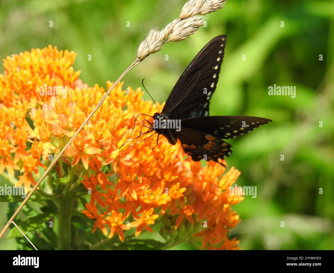 Spicebush Swallowtail (Papilio troilus Stock Photo - Alamy