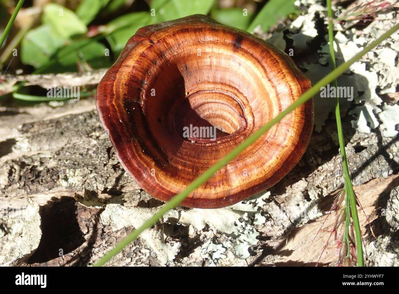 yellow stemmed micropore (Microporus xanthopus Stock Photo - Alamy