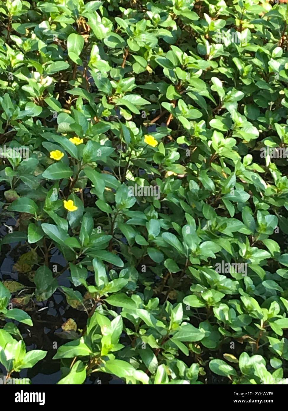 floating primrose-willow (Ludwigia peploides Stock Photo - Alamy