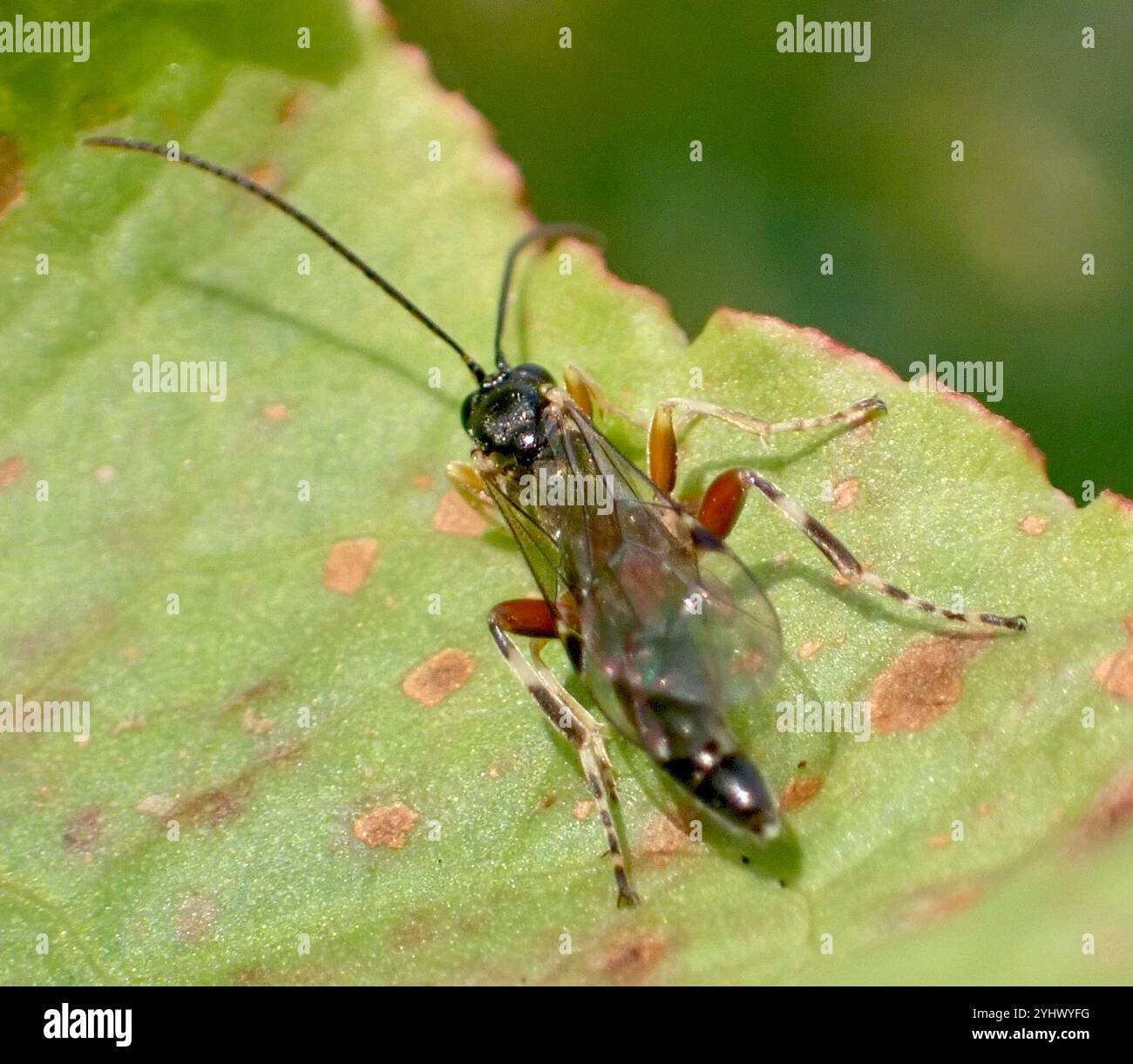 Itoplectis maculator hi-res stock photography and images - Alamy