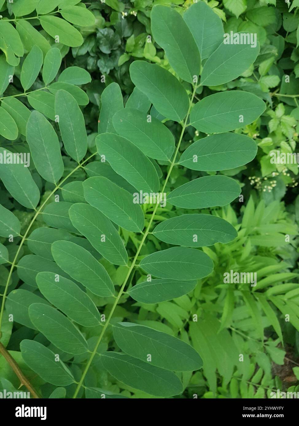 black locust (Robinia pseudoacacia Stock Photo - Alamy