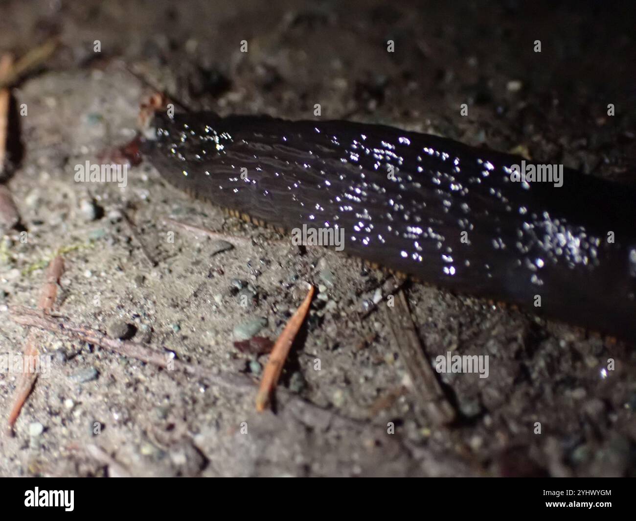 Common Land Snails and Slugs (Stylommatophora Stock Photo - Alamy