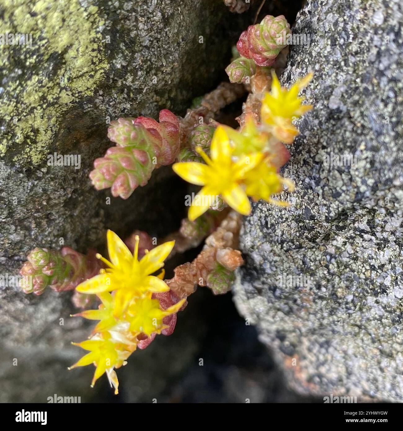 Biting Stonecrop (Sedum acre Stock Photo - Alamy